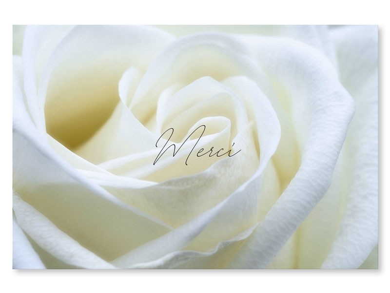 Carte remerciement décès - Bouton de rose blanche - réf.A02-DEC55U65 ...